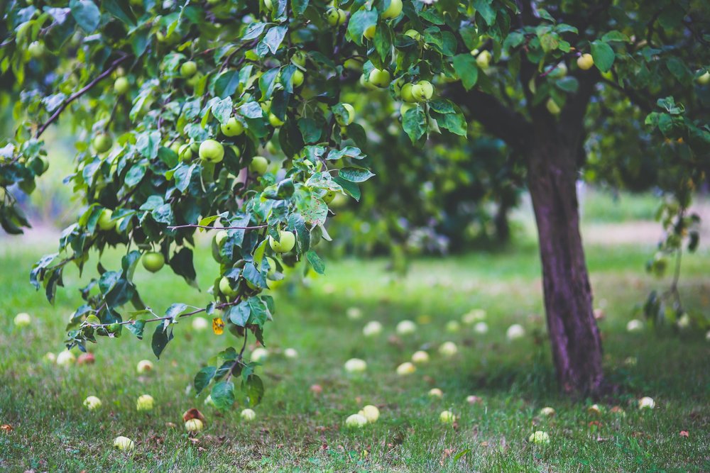 Fruit Works