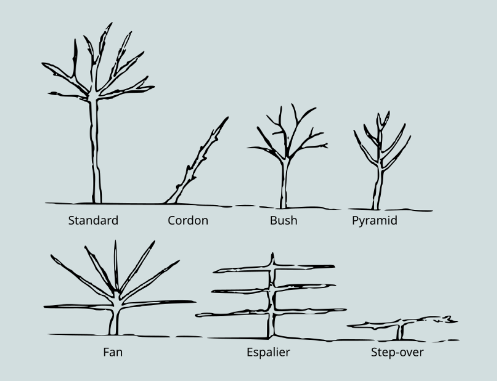 Which Fruit Tree(s) Should You Buy? All the Factors You Need to ...
