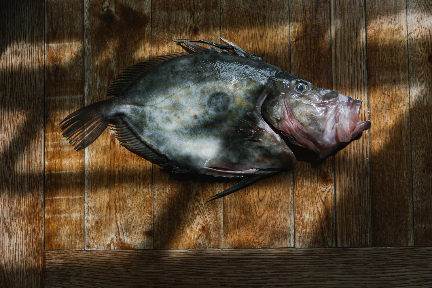 HOME WESTEND | Discover Fresh Seafood - Book Your Table Today — Dulse