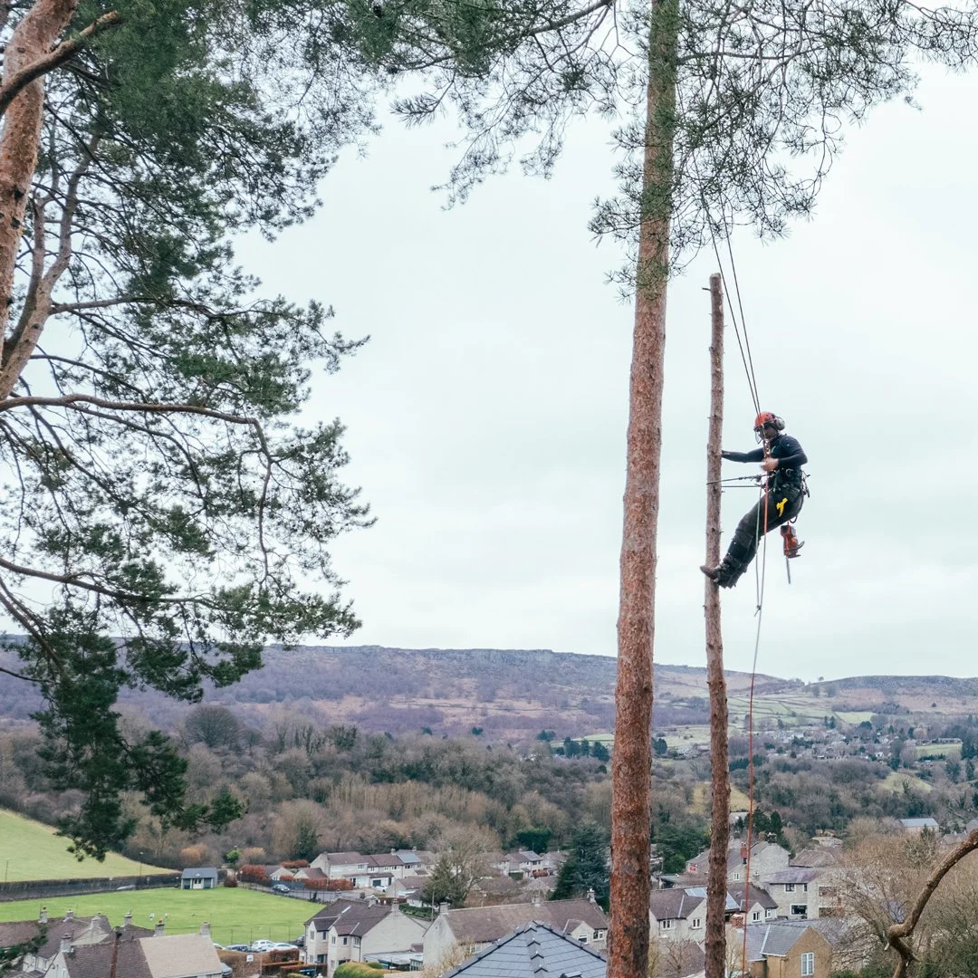 Gallery | Aussie Tree Care