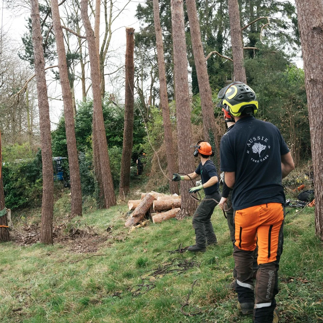 Aussie Tree Care | Tree Surgeon Peak District, Derbyshire