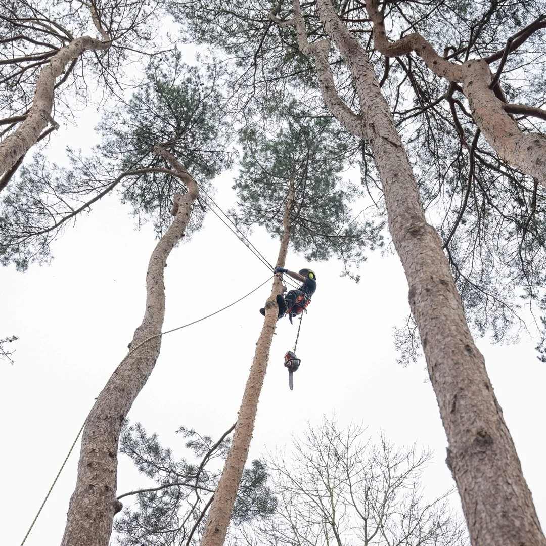 Aussie Tree Care | Tree Surgeon Peak District, Derbyshire
