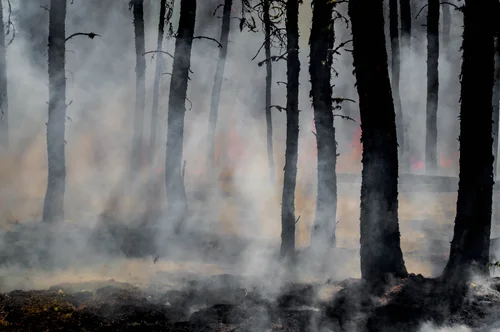 A Burning Issue: Cigarette Butts and Fire Risk — A Greener Future