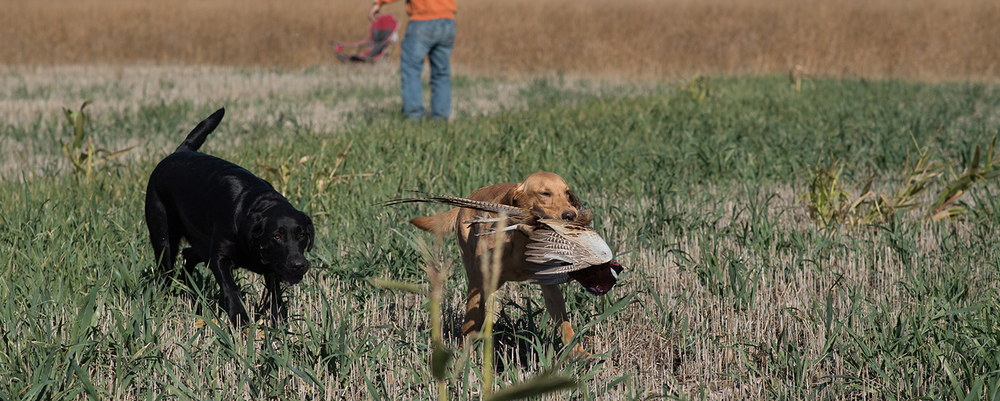 Biggins Hunting