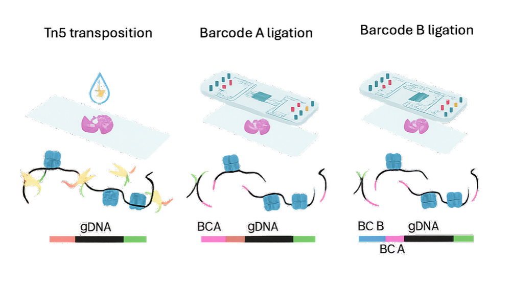 Spatial Epigenomics — Spatial ATAC-seq — AtlasXomics