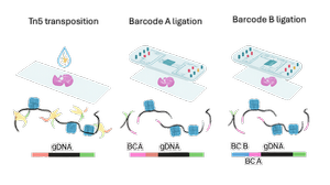 Spatial Epigenomics — Spatial ATAC-seq — AtlasXomics