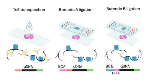 Spatial Epigenomics — Spatial ATAC-seq — AtlasXomics