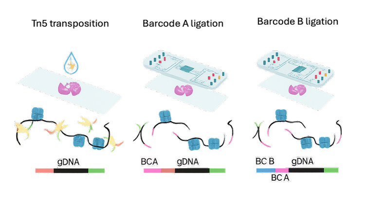 Spatial Epigenomics — Spatial ATAC-seq — AtlasXomics