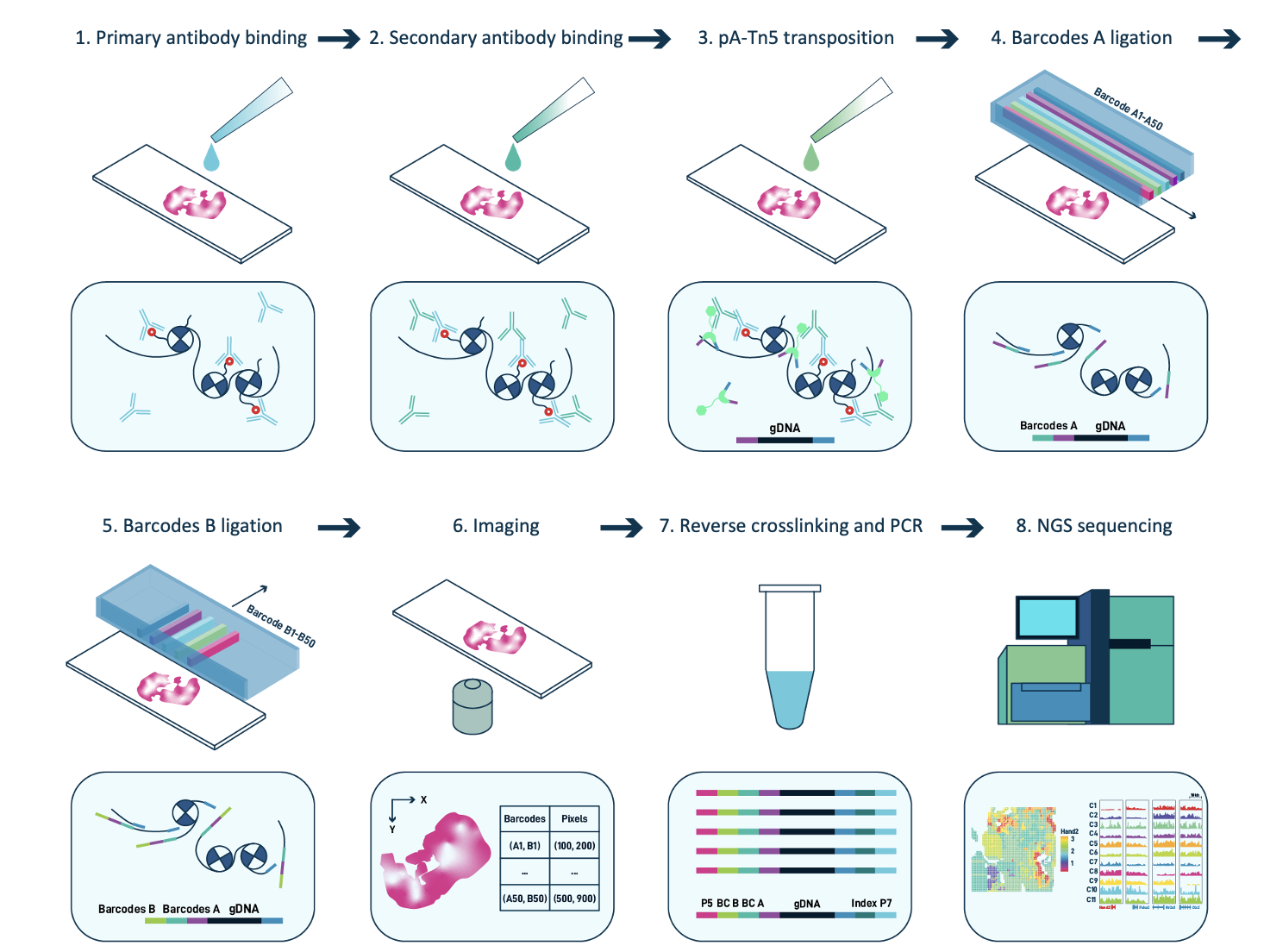 Spatial Epigenomics — Spatial CUT&Tag — AtlasXomics