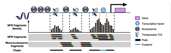 Spatial Epigenomics — Spatial ATAC-seq — AtlasXomics