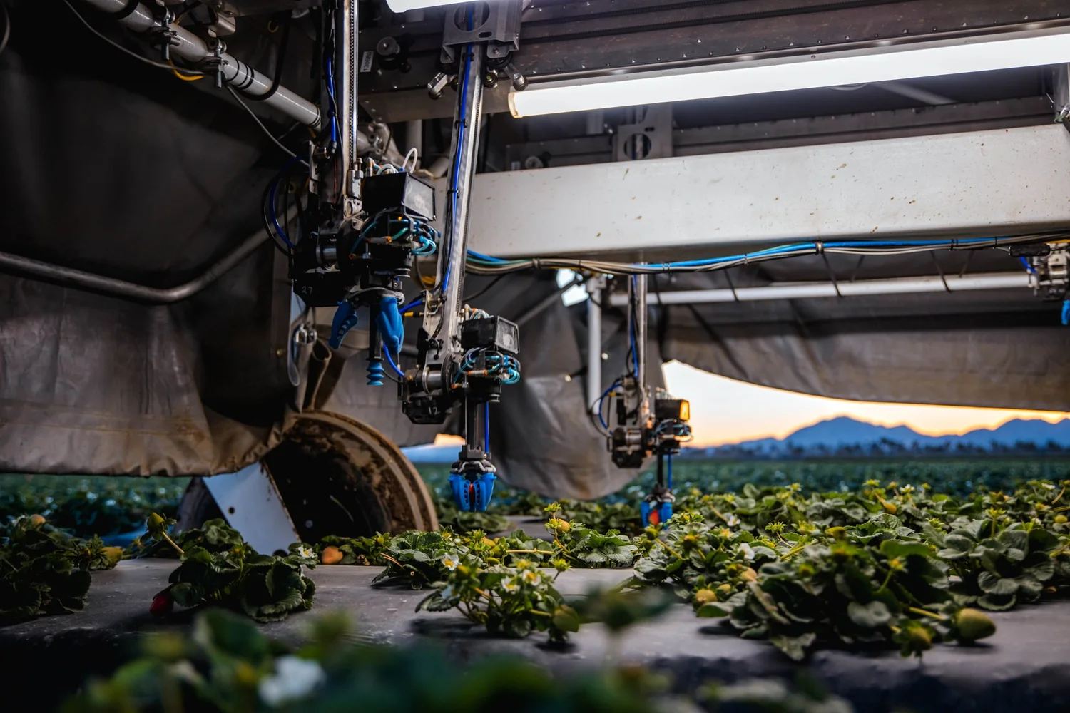Robotic Strawberry Pickers Take to the Fields — Molly Cruse