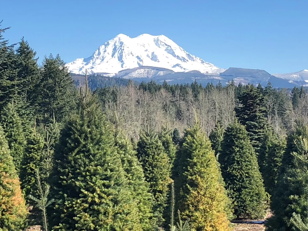 VENUE + EVENTS — Shining Star Tree Farm + Venue
