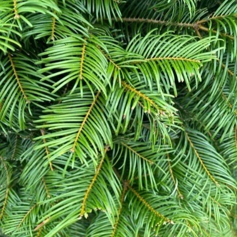 OUR TREES — Shining Star Tree Farm + Venue