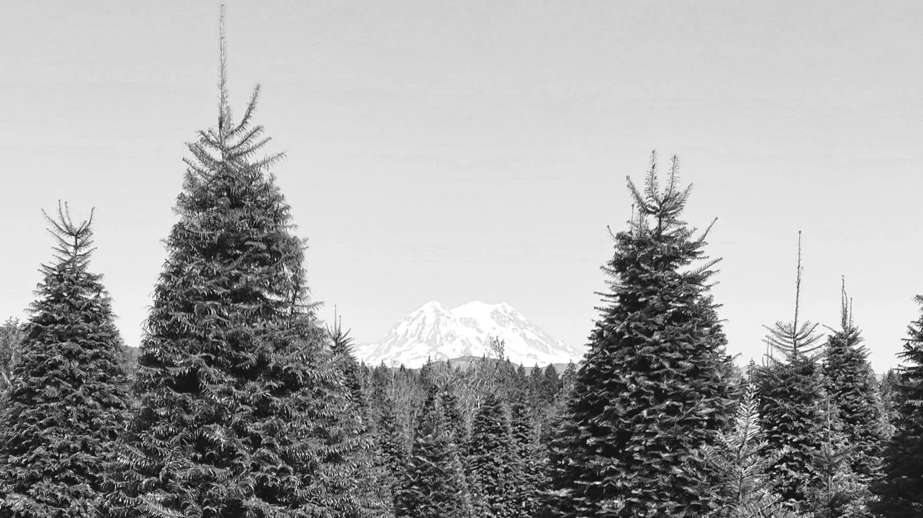 VENUE + EVENTS — Shining Star Tree Farm + Venue