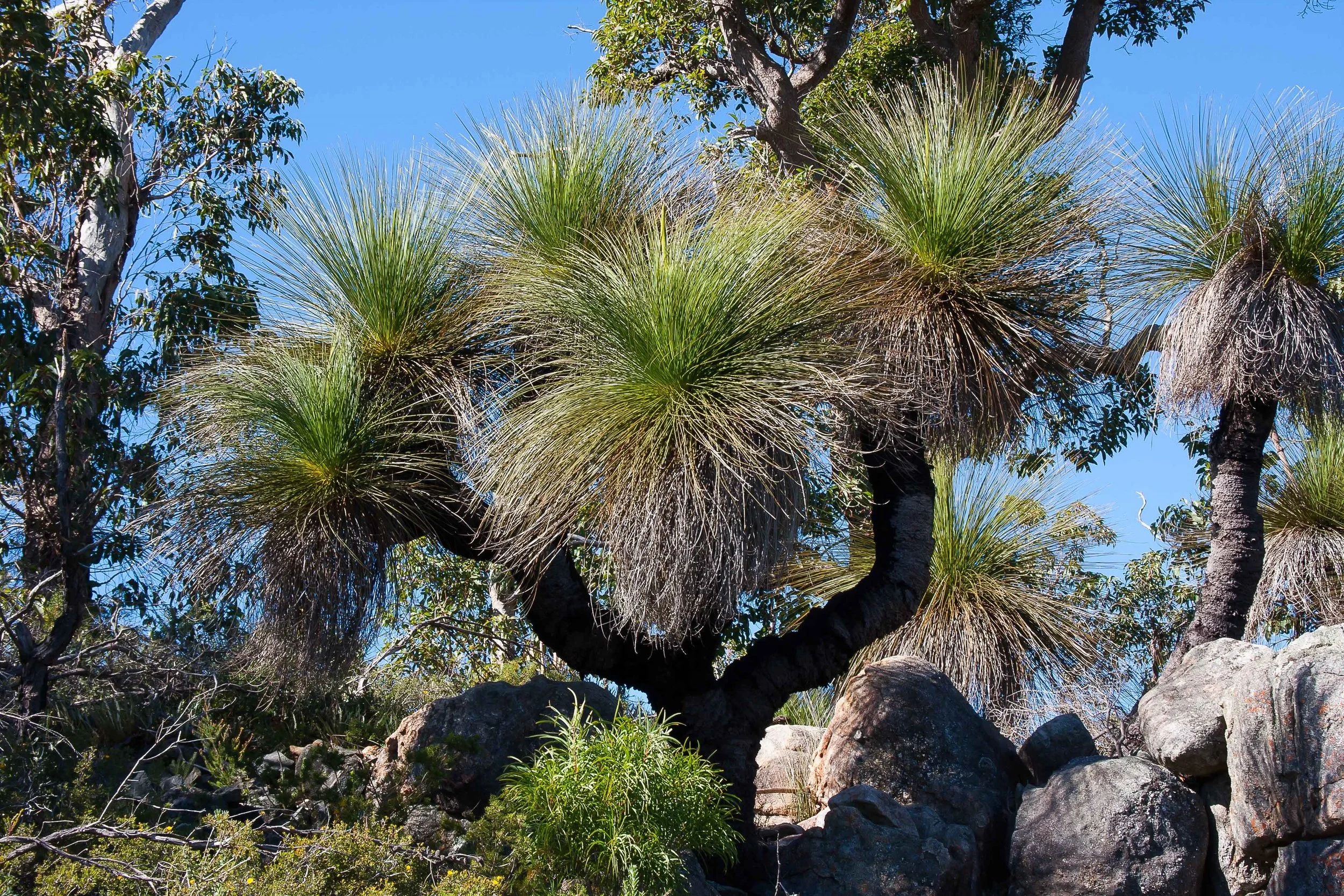 About the Noongar Boodja Trust — Noongar Boodja Trust | South West ...