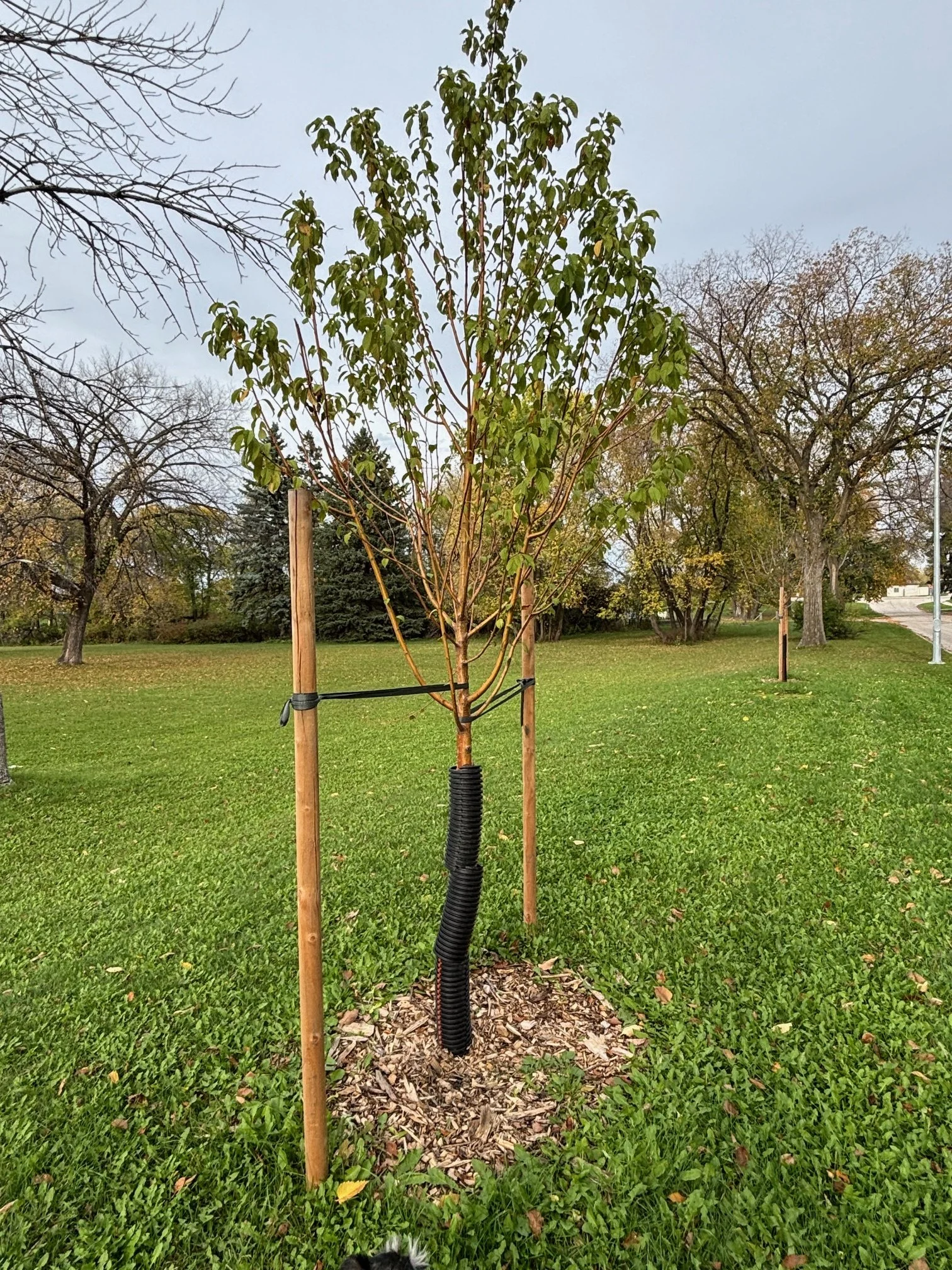 Tree Stewards Help to Protect Our Riverview Tree Canopy — Trees Riverview