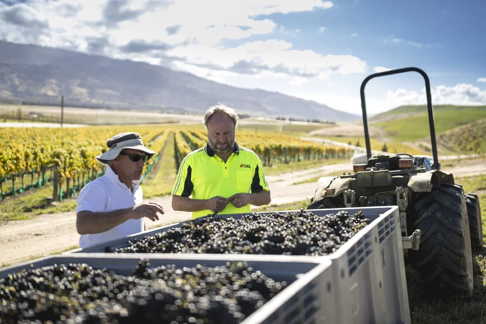 A precious harvest — CEL