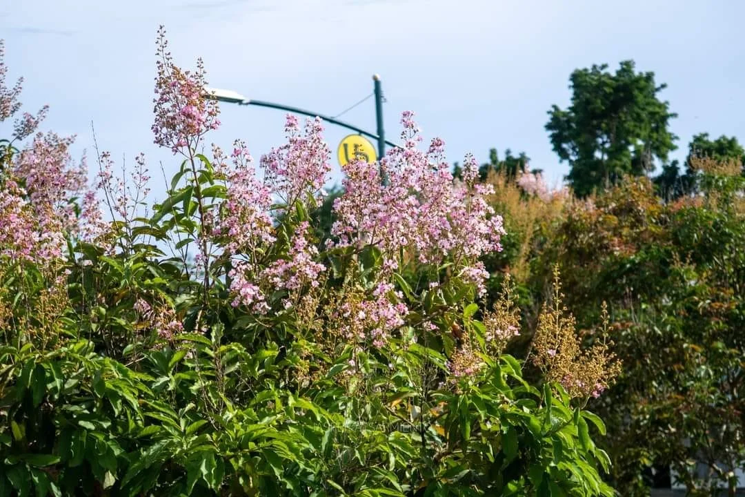 The Role of Native Plants in Your Sustainable Garden - BillionBricks ...