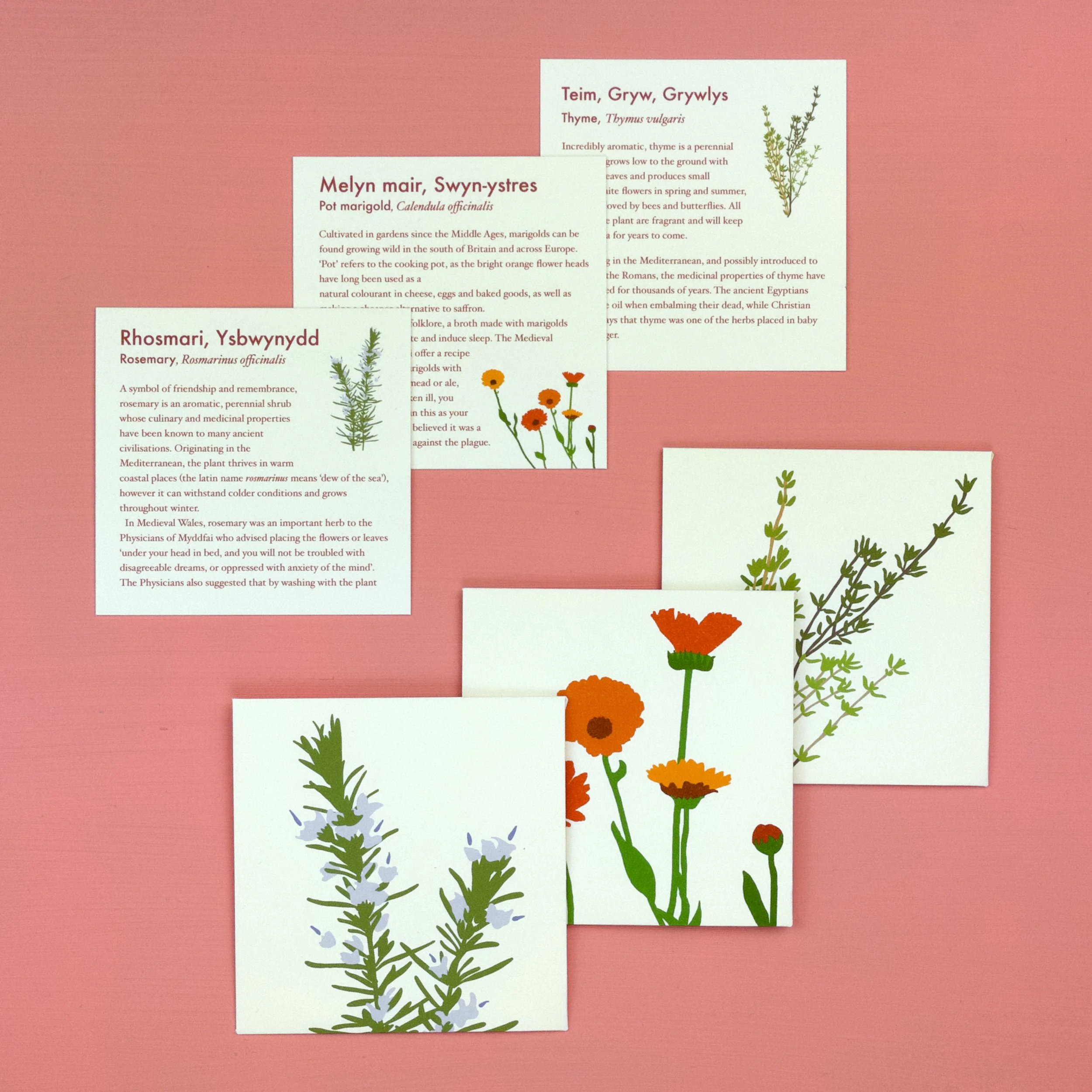 Welsh Herbs seed kit with rosemary, pot marigold and thyme — herb & all