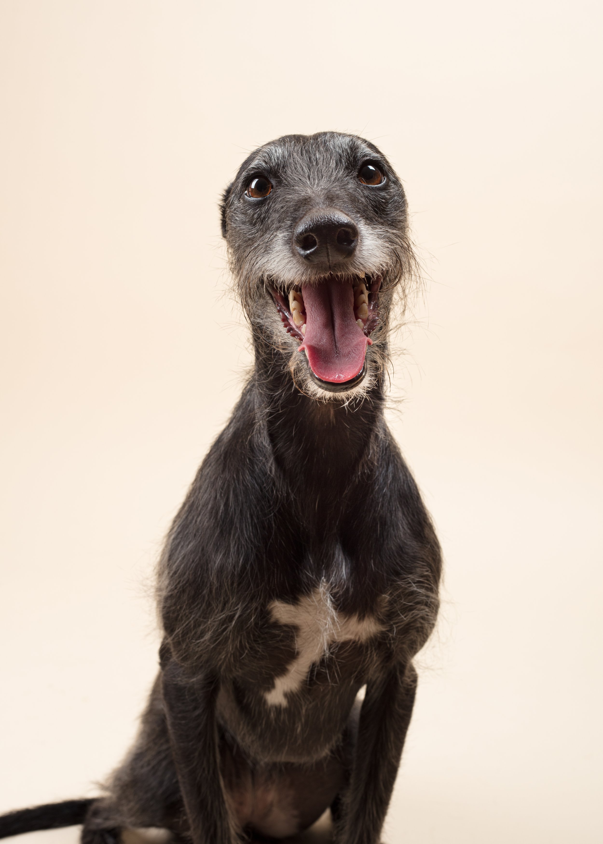 About us — DOBO PETS