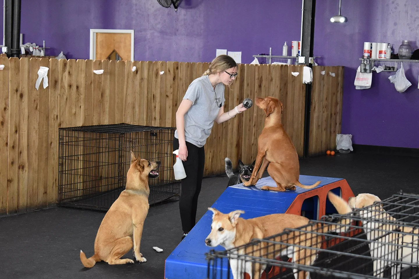 Doggie Depot Downers Grove