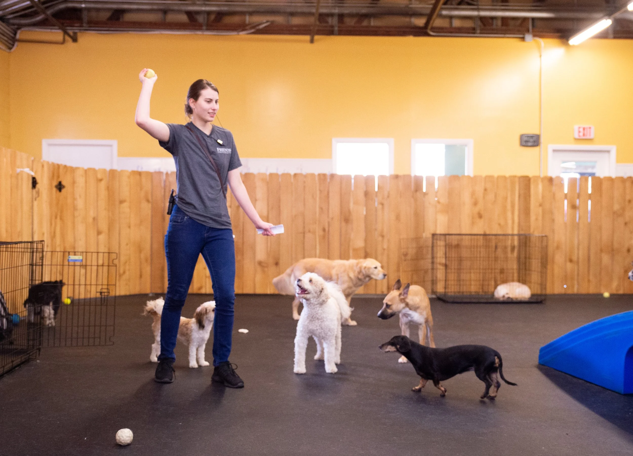 Doggie Depot Downers Grove