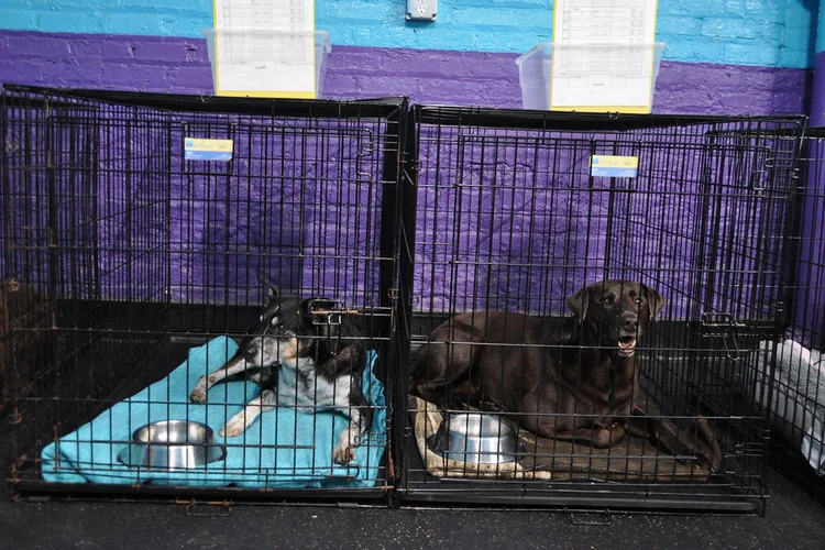 Services — Doggie Depot