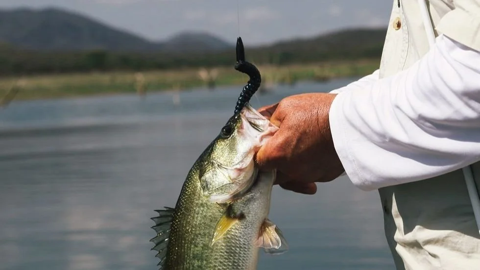 Bass Brigade — Texas Brigades
