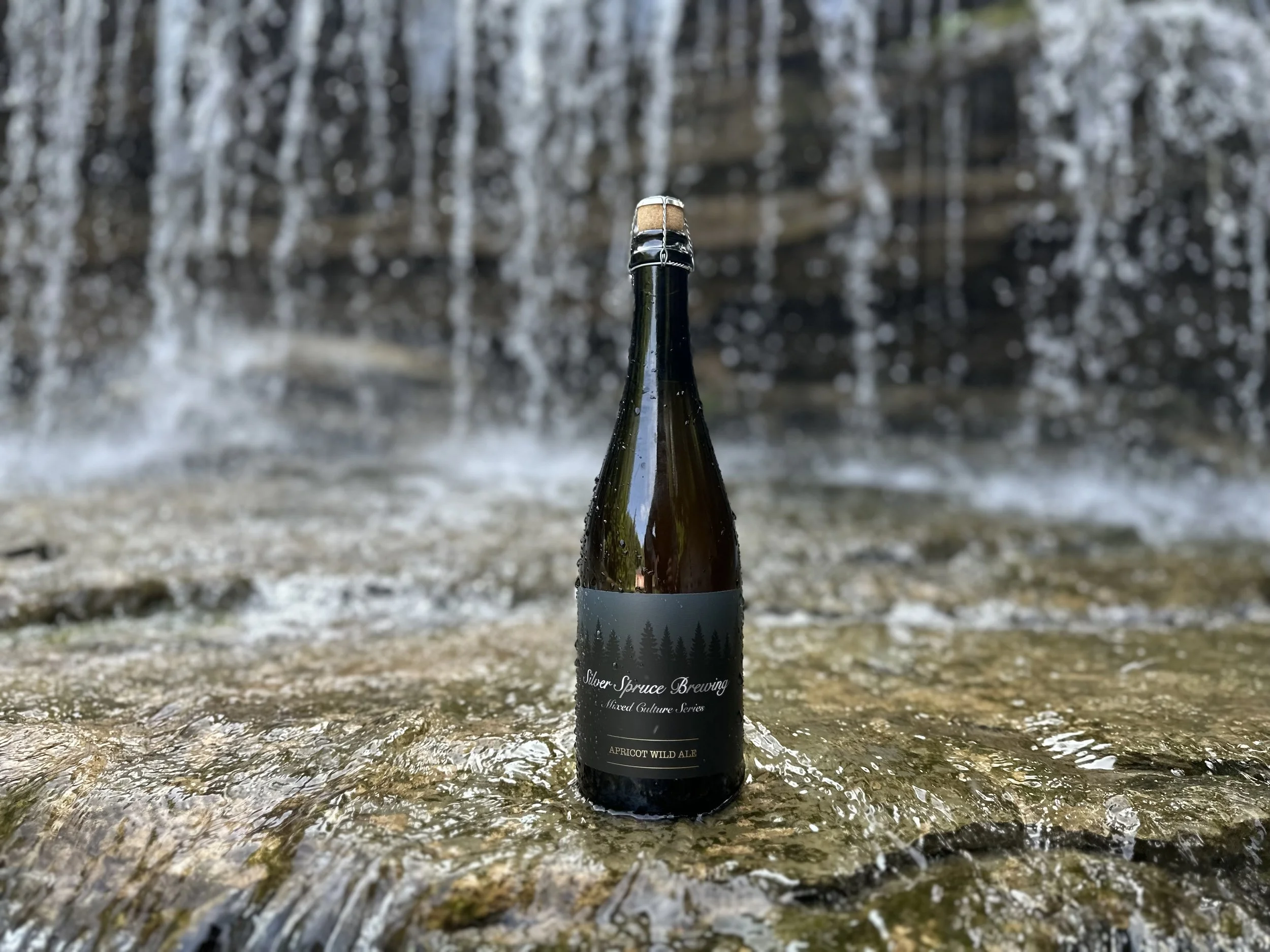 Silver Spruce Brewing