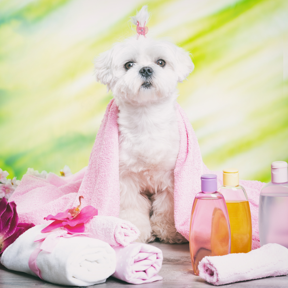 Grooming and Spa Services — Dogs Inn Ankeny