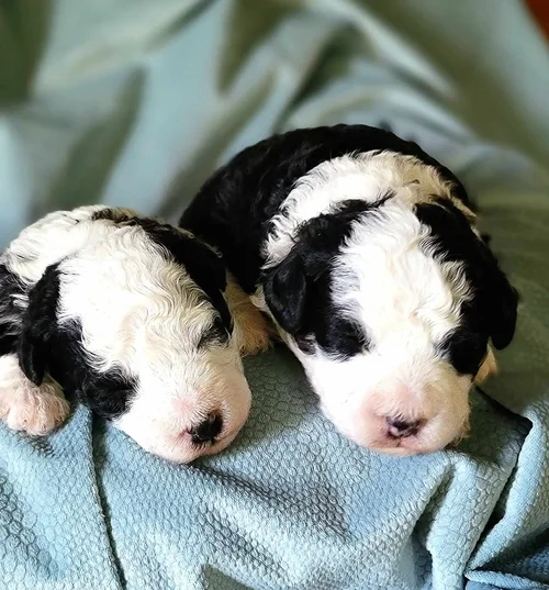 Sheepadoodle Puppies — Lake Ridge Farm