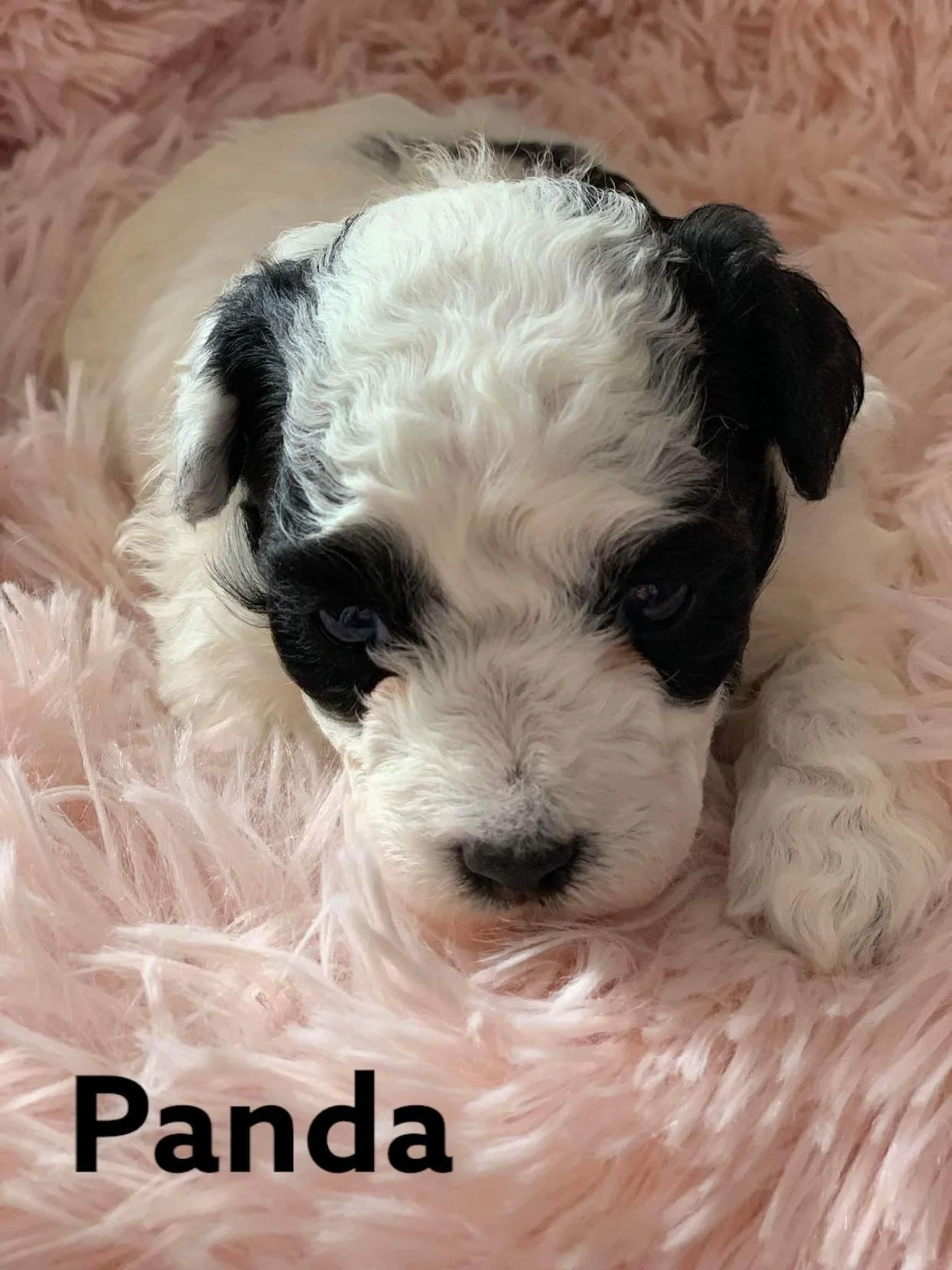 Sheepadoodle puppies in MN, Mini Sheepadoodle puppies. Micro-Mini ...