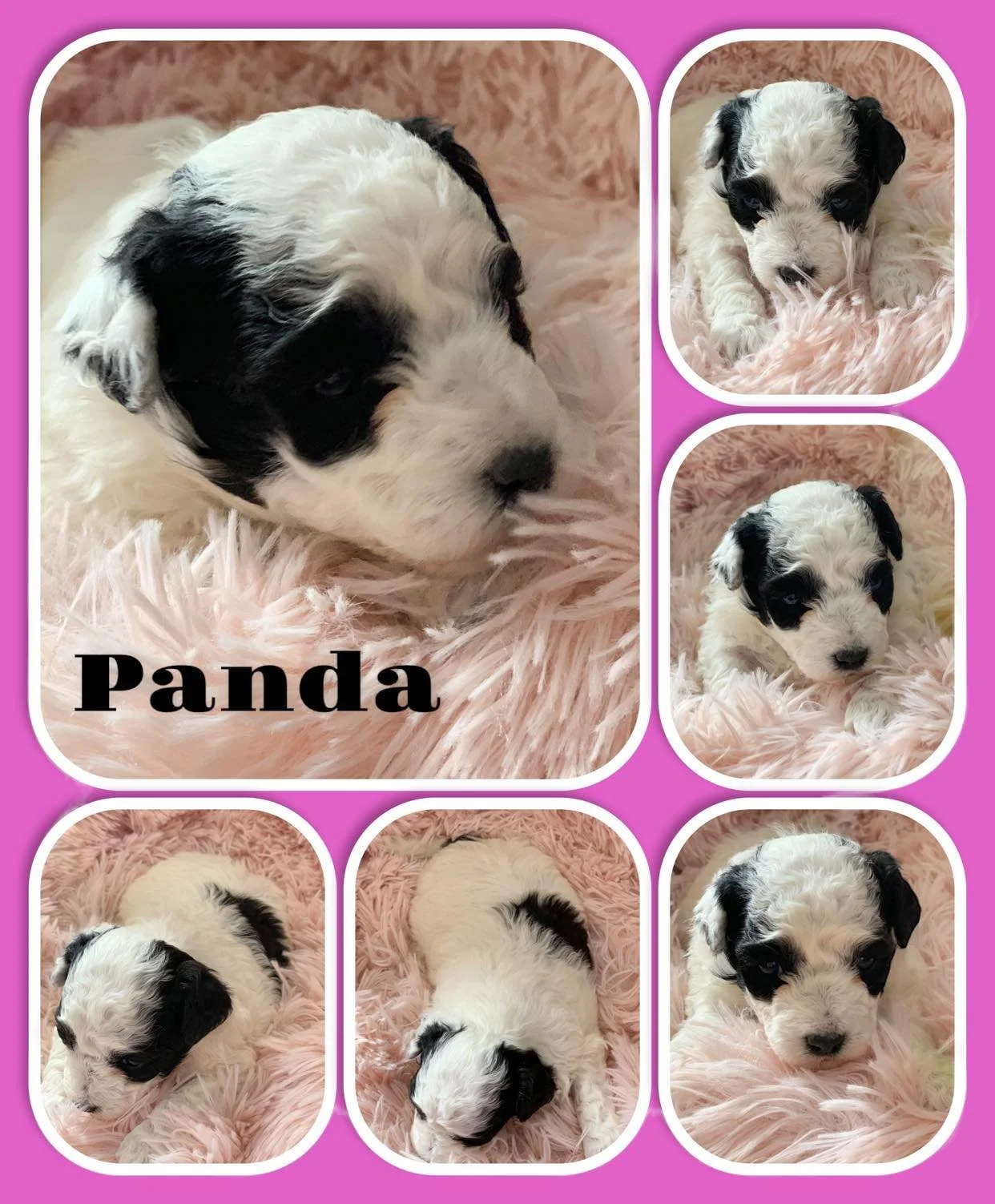 Sheepadoodle Puppies — Lake Ridge Farm