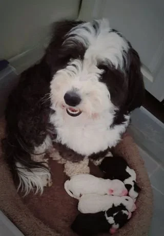Sheepadoodle Puppies — Lake Ridge Farm