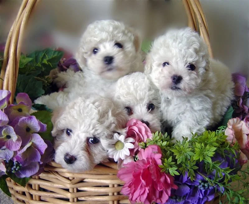 Bichon Frise Puppies — Lake Ridge Farm