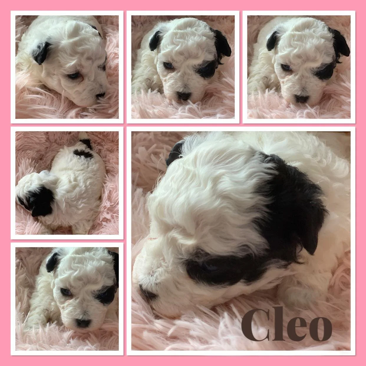 Sheepadoodle Puppies — Lake Ridge Farm