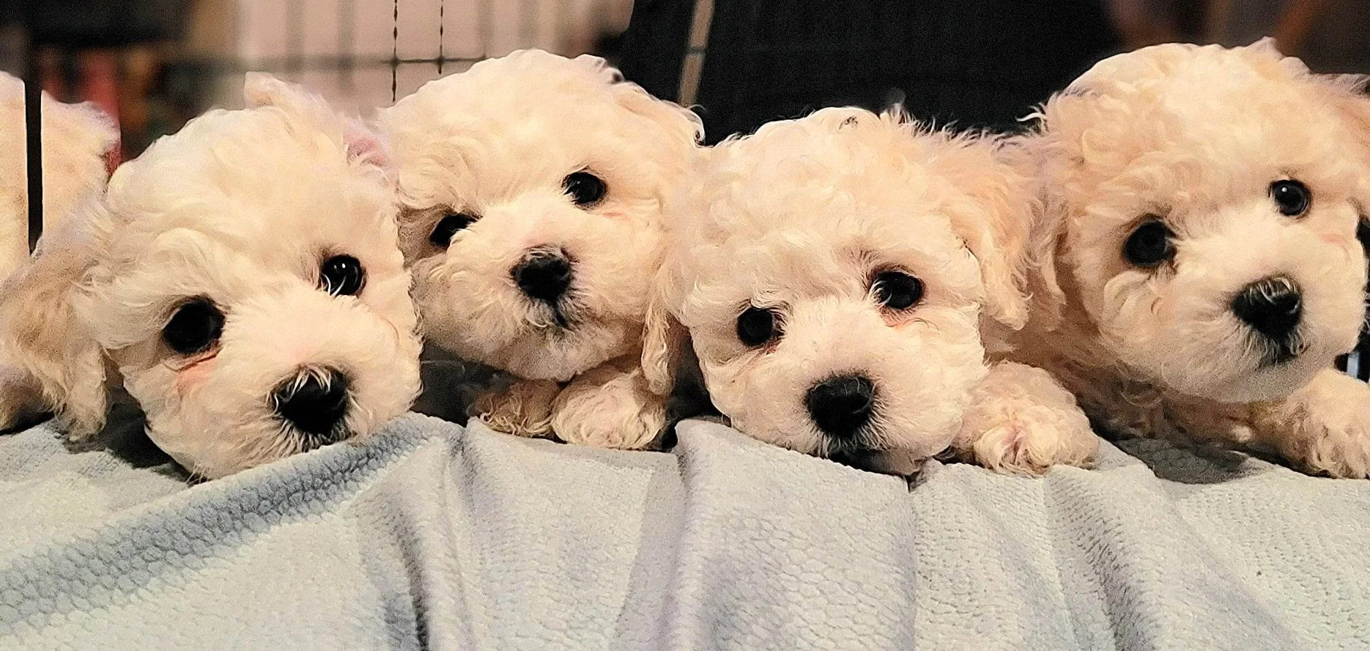 Bichon Frise Puppies — Lake Ridge Farm