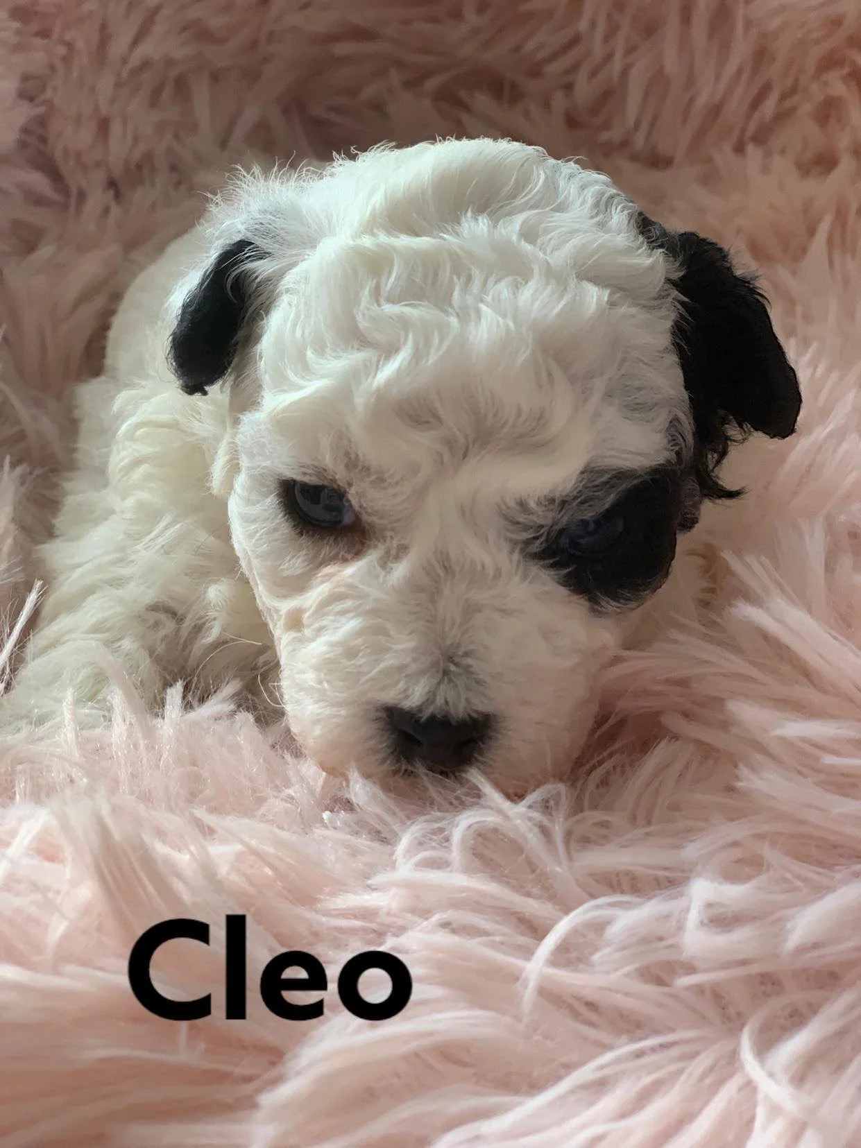 Sheepadoodle Puppies — Lake Ridge Farm