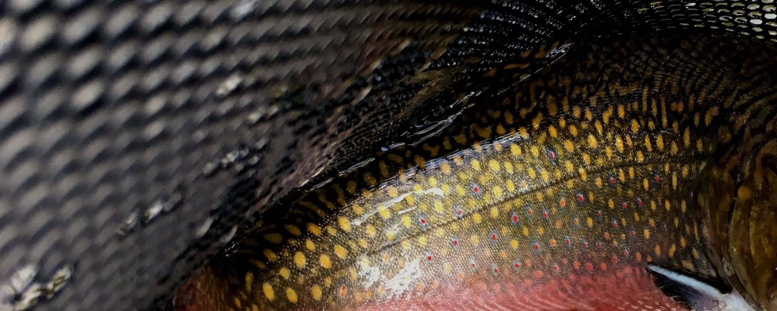 Peter Simonson Fly Dresser