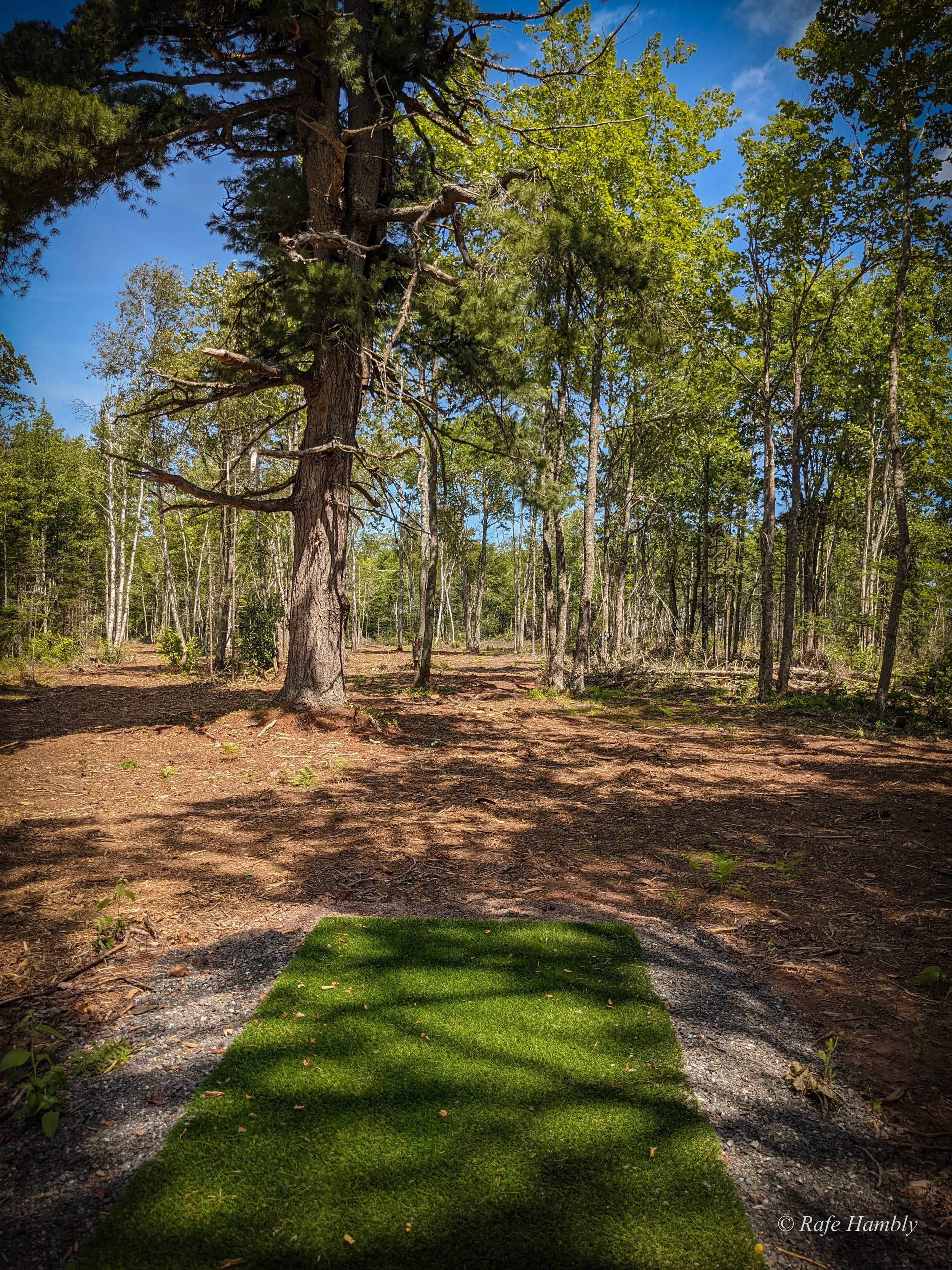 Disc Golf Pine Trees