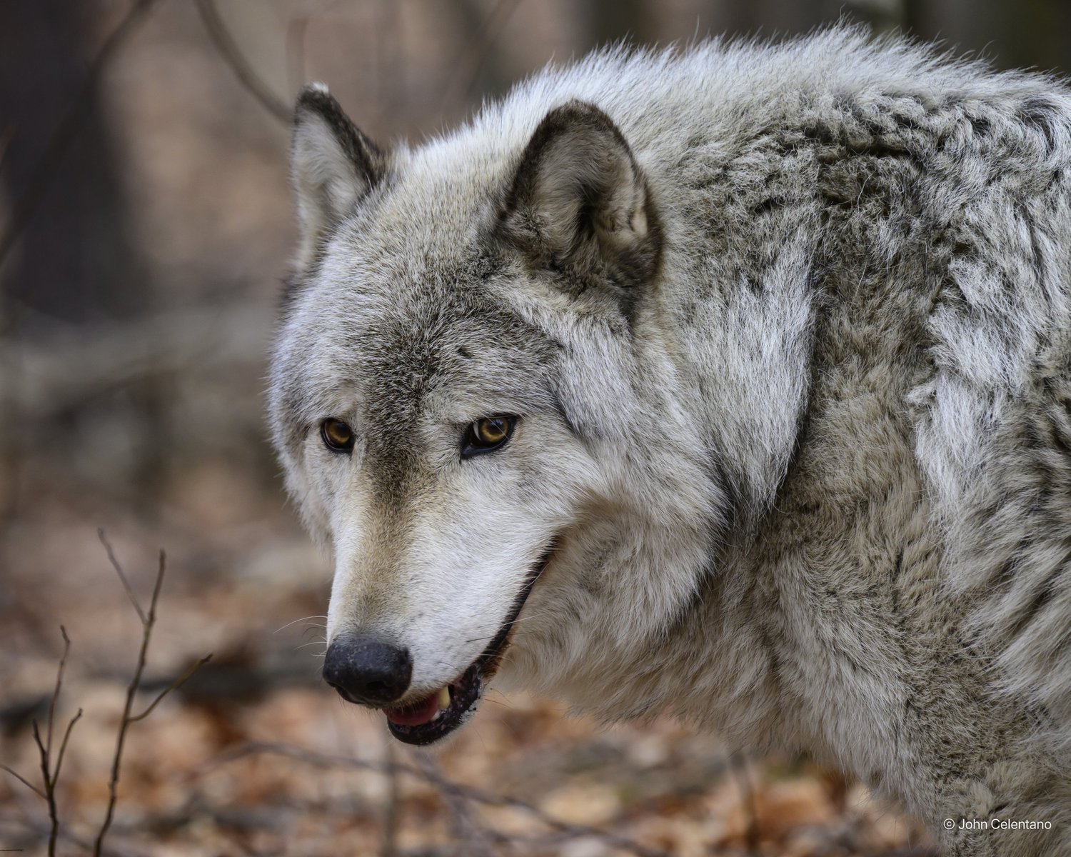 Lakota Wolf Preserve photos by John Celentano
