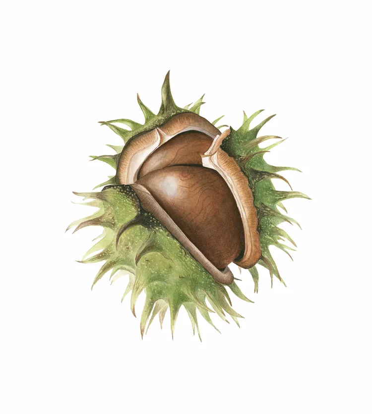 Kristine Art Watercolor Painting Online Classes