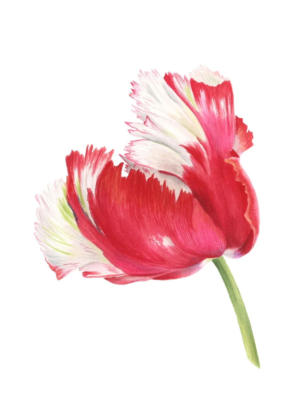 artichoke-paper-print-kristine-art-watercolor-painting-online-classes