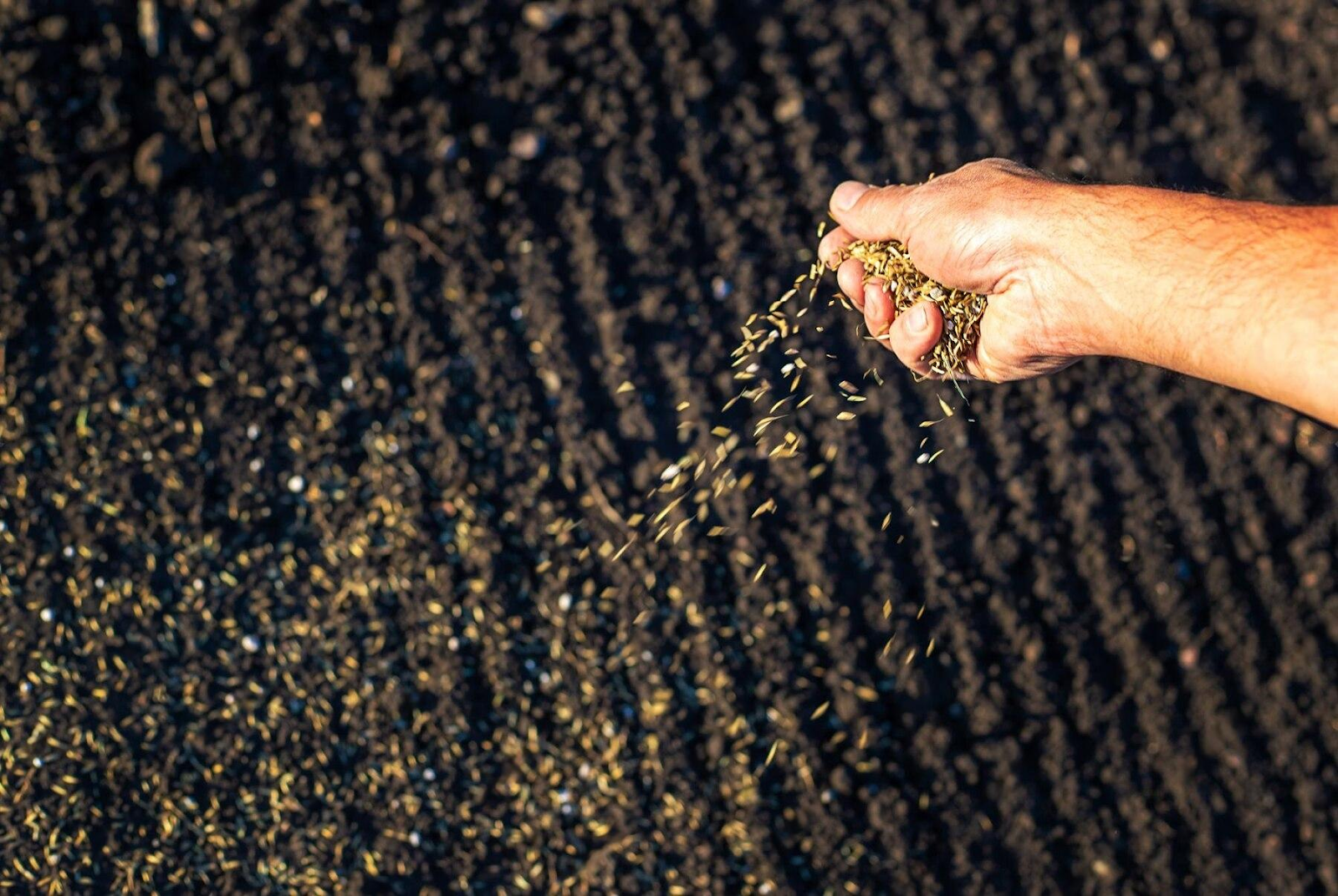 Benefits of Using Cover Crop Seeds in Off-Season Farming | Chesapeake ...