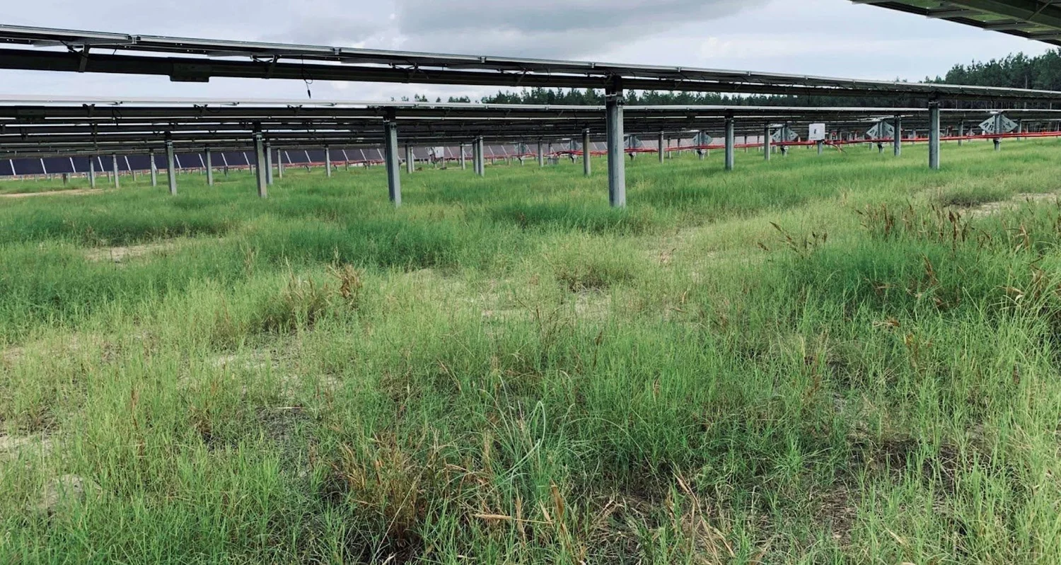 Exploring the Benefits of Agrivoltaic Systems | Chesapeake Valley Seed