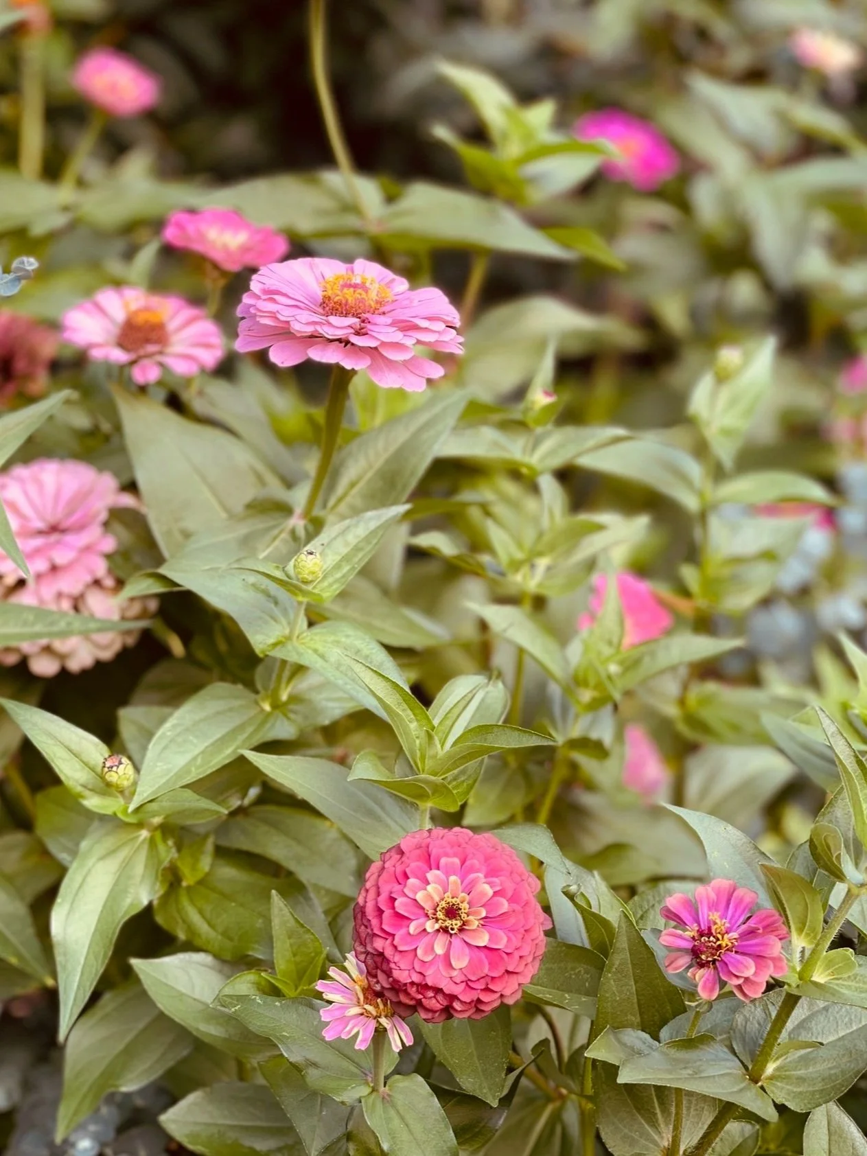 An Easy Flower to Grow by Seed — Tricia Wheeler