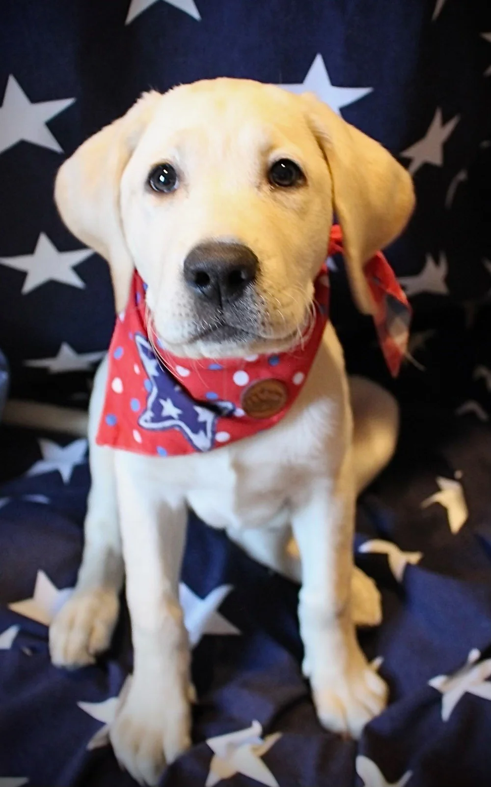 Liberty Dogs - Service Dogs for Veterans
