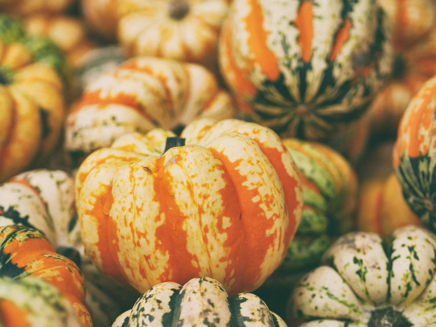 The History of Canadian Thanksgiving: A Celebration of Gratitude with ...