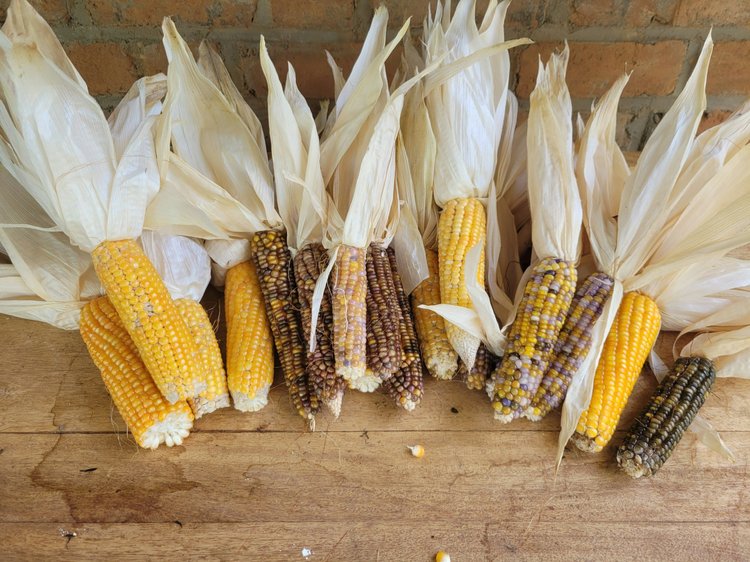 The Sacred Foods of the Hopi — Recipes & Roots