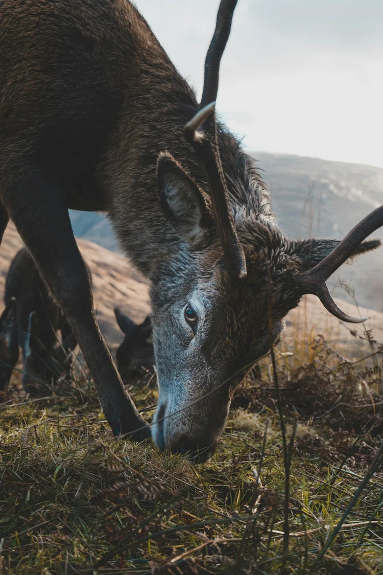 Historical Context and Evolution of Sámi Food Practices — Recipes & Roots